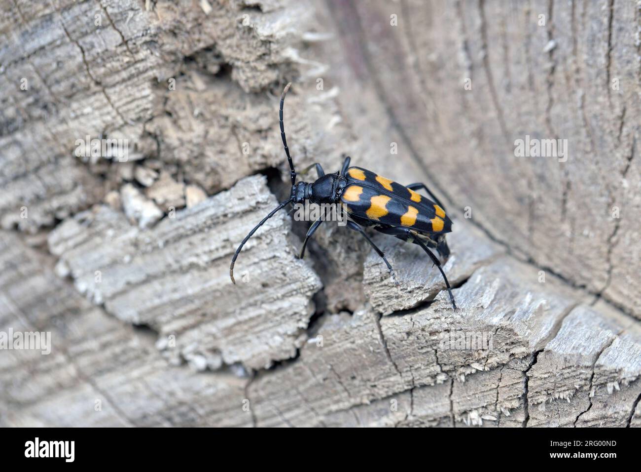 Longhorn beetle - Leptura quadrifasciata, Strangalia quadrifasciata, is ...