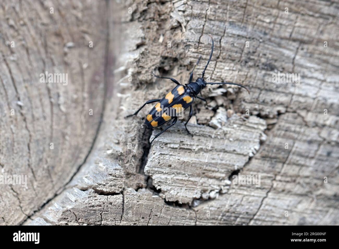 Longhorn beetle - Leptura quadrifasciata, Strangalia quadrifasciata, is ...