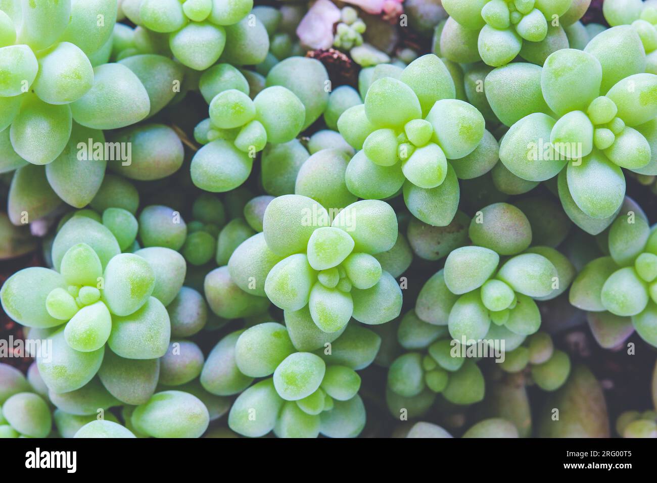 Close up on ornametal potted plant sedum buritto Stock Photo - Alamy