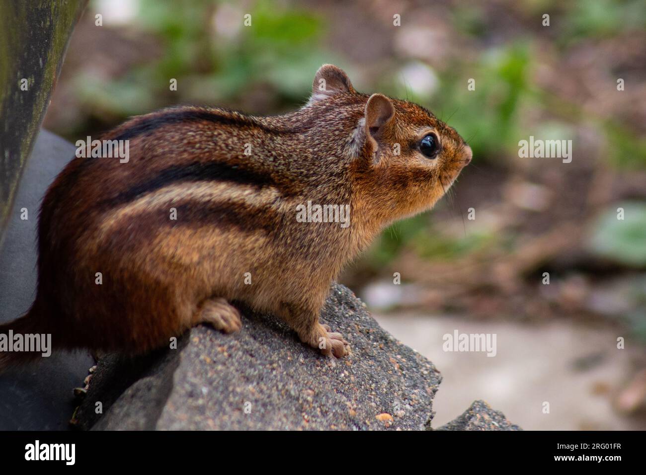Backyard gathering hi-res stock photography and images - Alamy