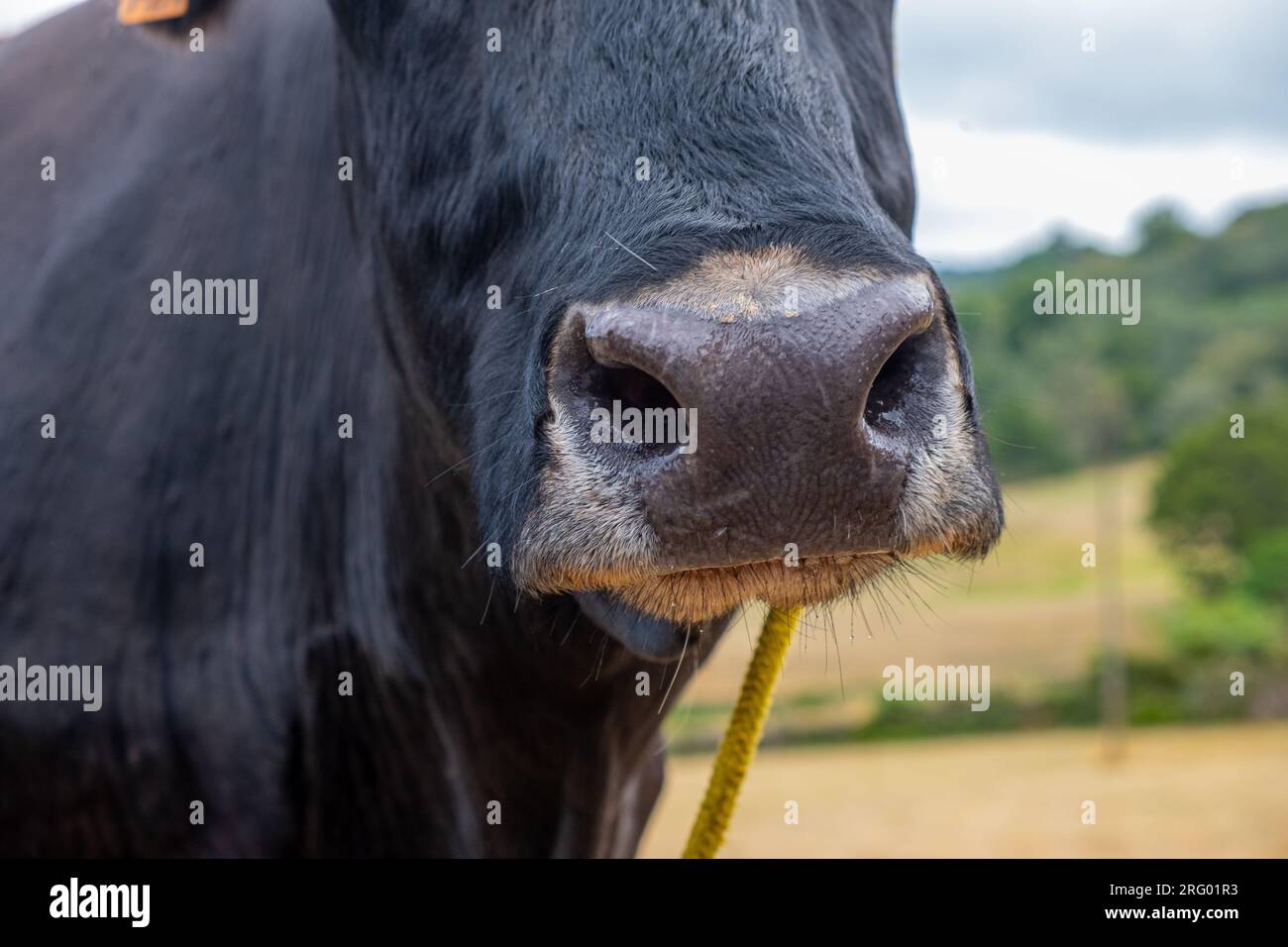 Cattle snout hi-res stock photography and images - Alamy