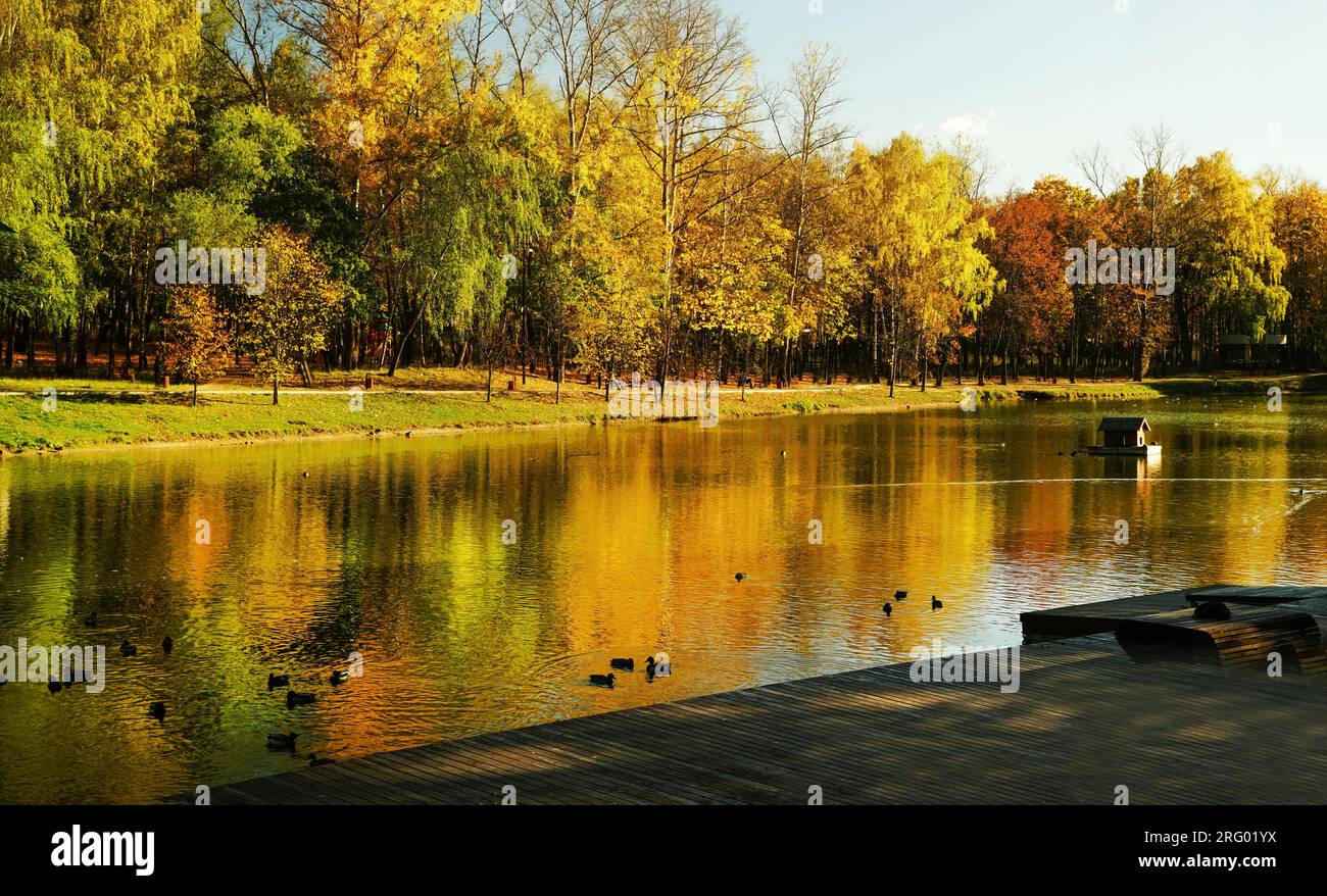 Amazing autumn leaf color of orange and yellow colors and reflection in ...