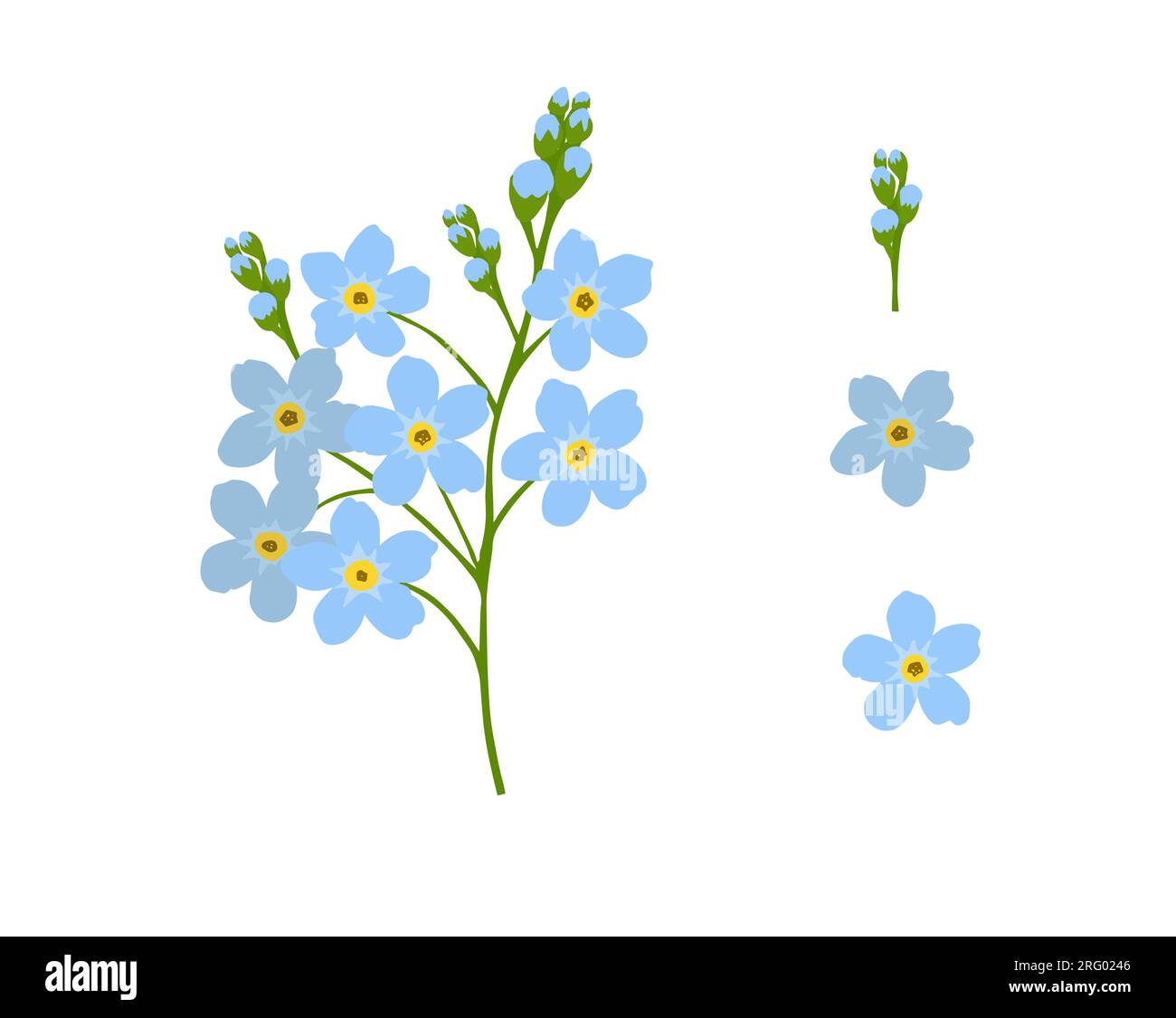 Forget Me Not Clip Art