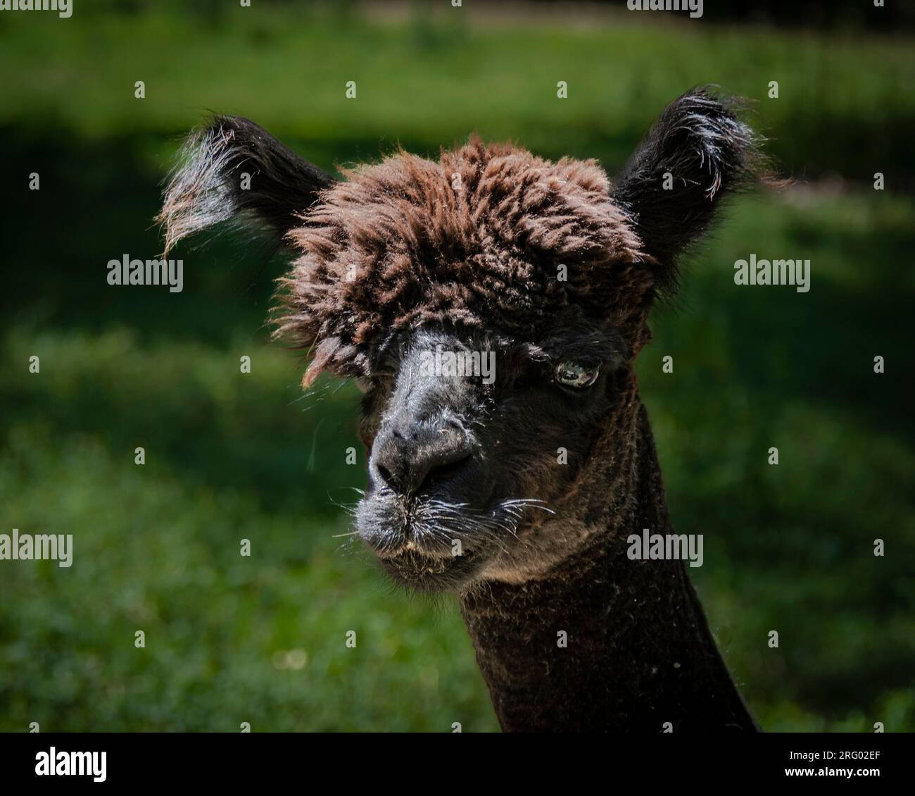 Portrait of a male pet alpaca, New York State, United States of America ...