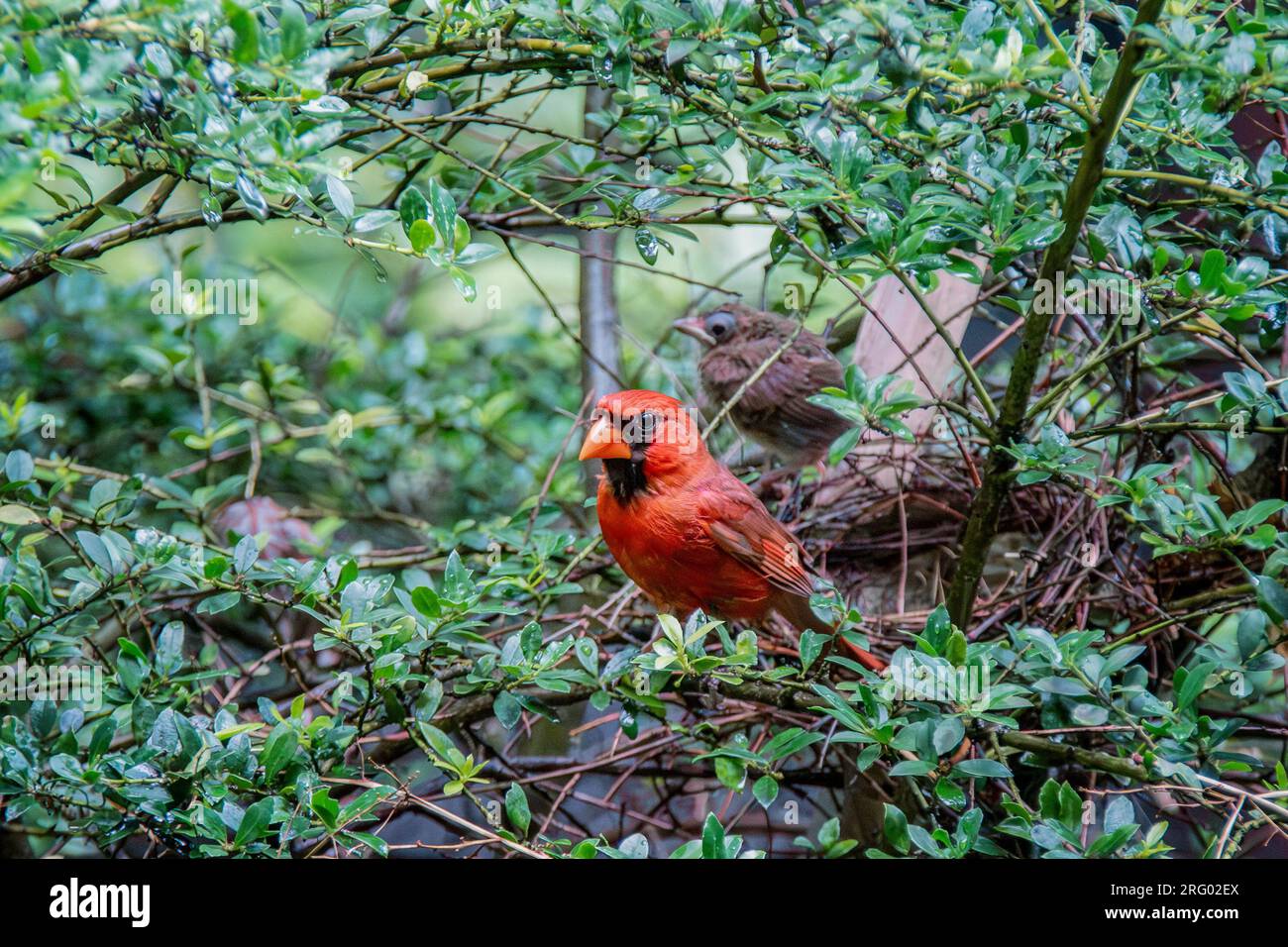 Cardinal nest hi-res stock photography and images - Alamy