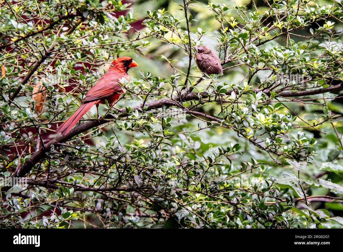 Male Northern Cardinal, Cardinalis cardinalis, and a fledgling in a ...