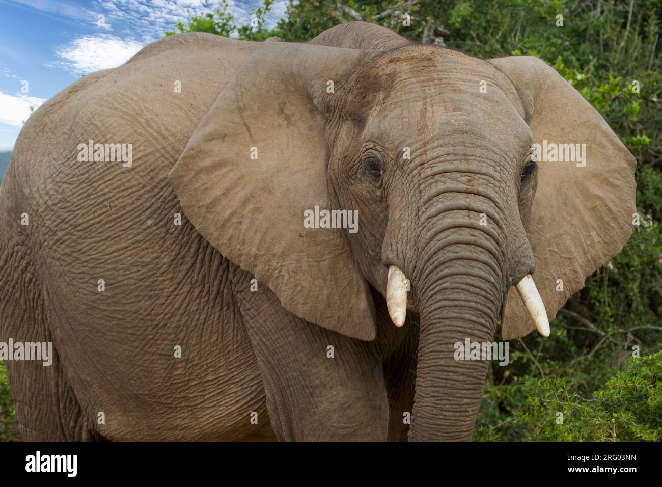 Elephants at Addo National Park, South Africa Stock Photo - Alamy