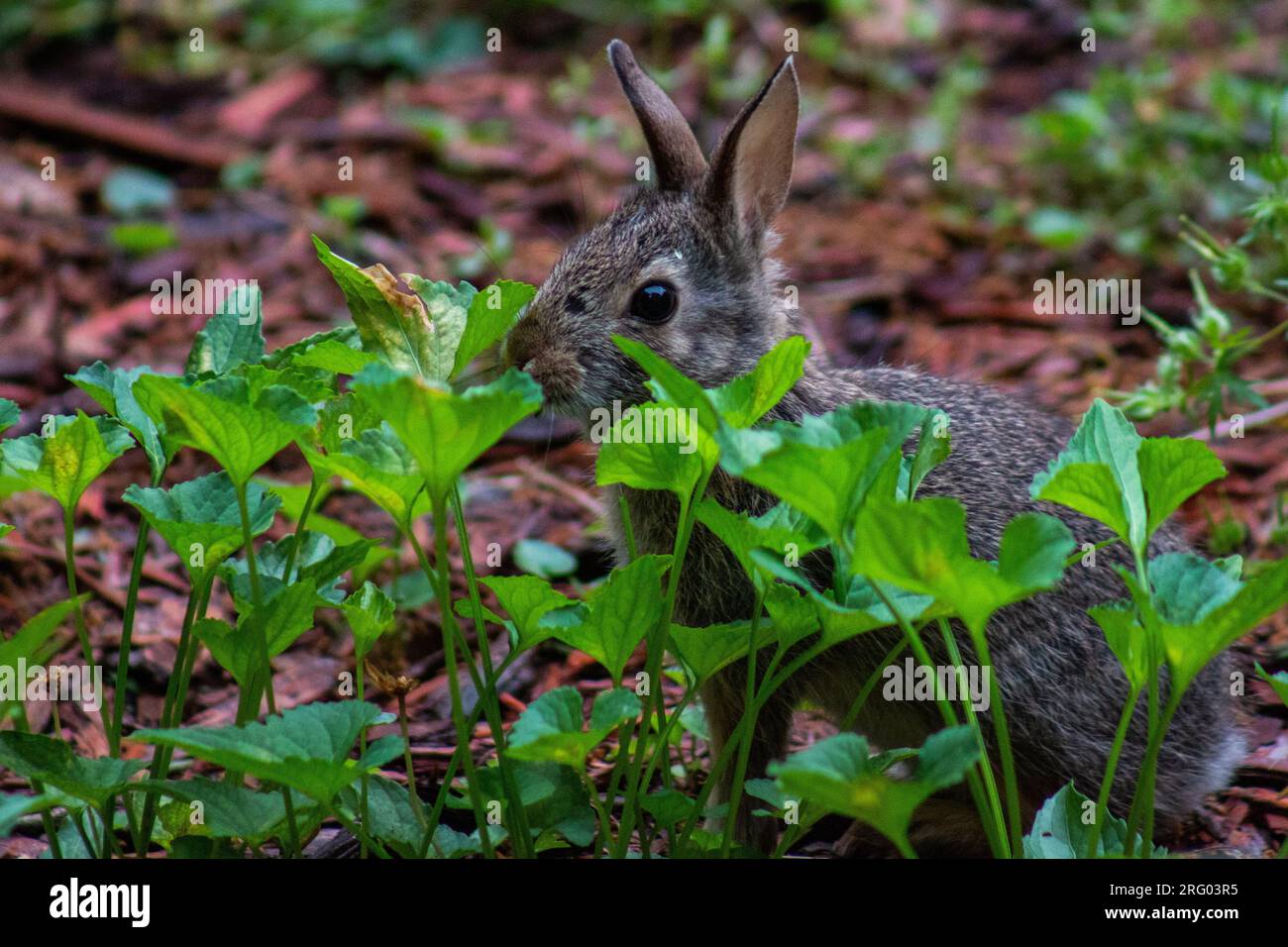 Baby bunny eastern cottontail hi-res stock photography and images - Alamy