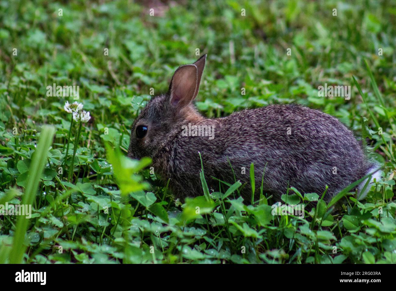 Rabbit in grass hi-res stock photography and images - Alamy
