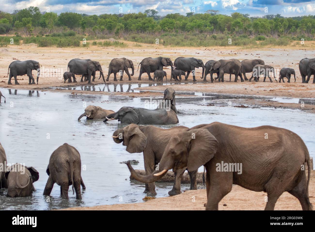 Elephants at Hwange national Park, Zimbabwe Stock Photo - Alamy