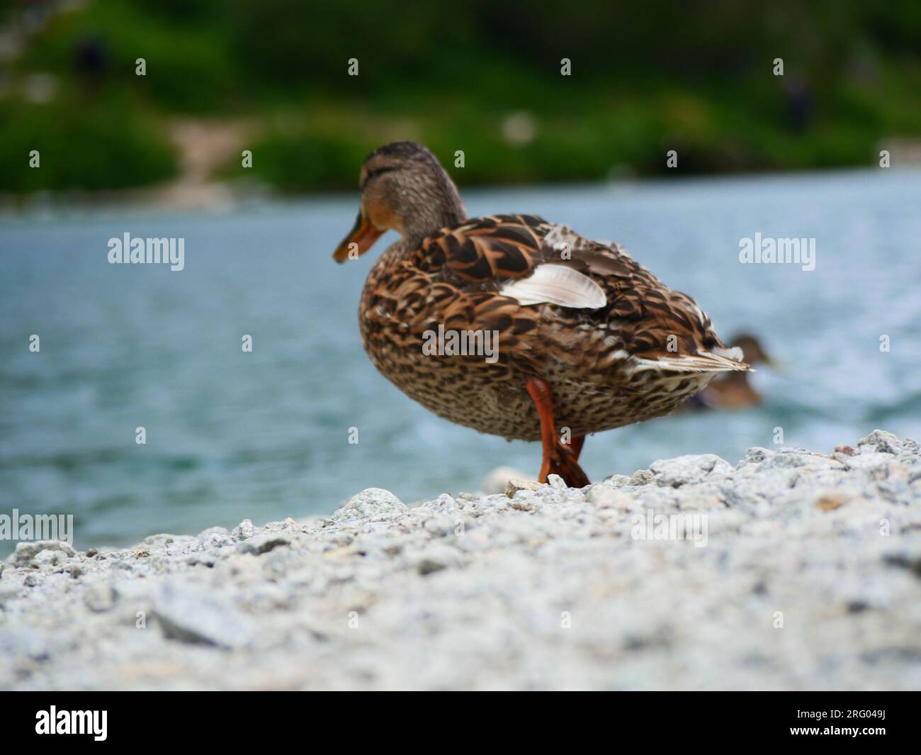 Duck in motion hi-res stock photography and images - Alamy
