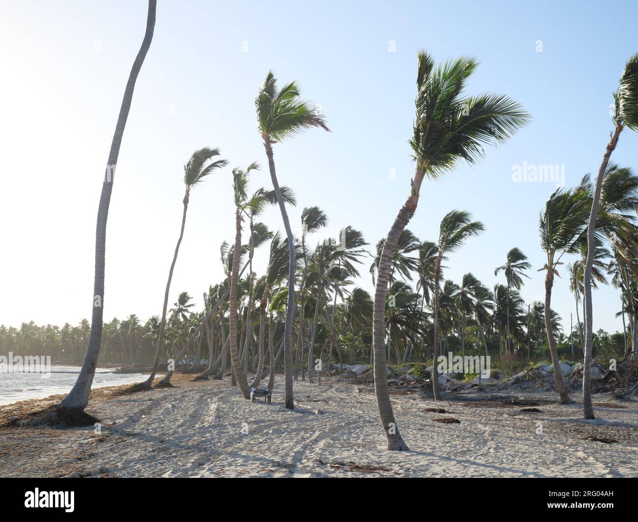 Palm trees beach wind hi-res stock photography and images - Alamy