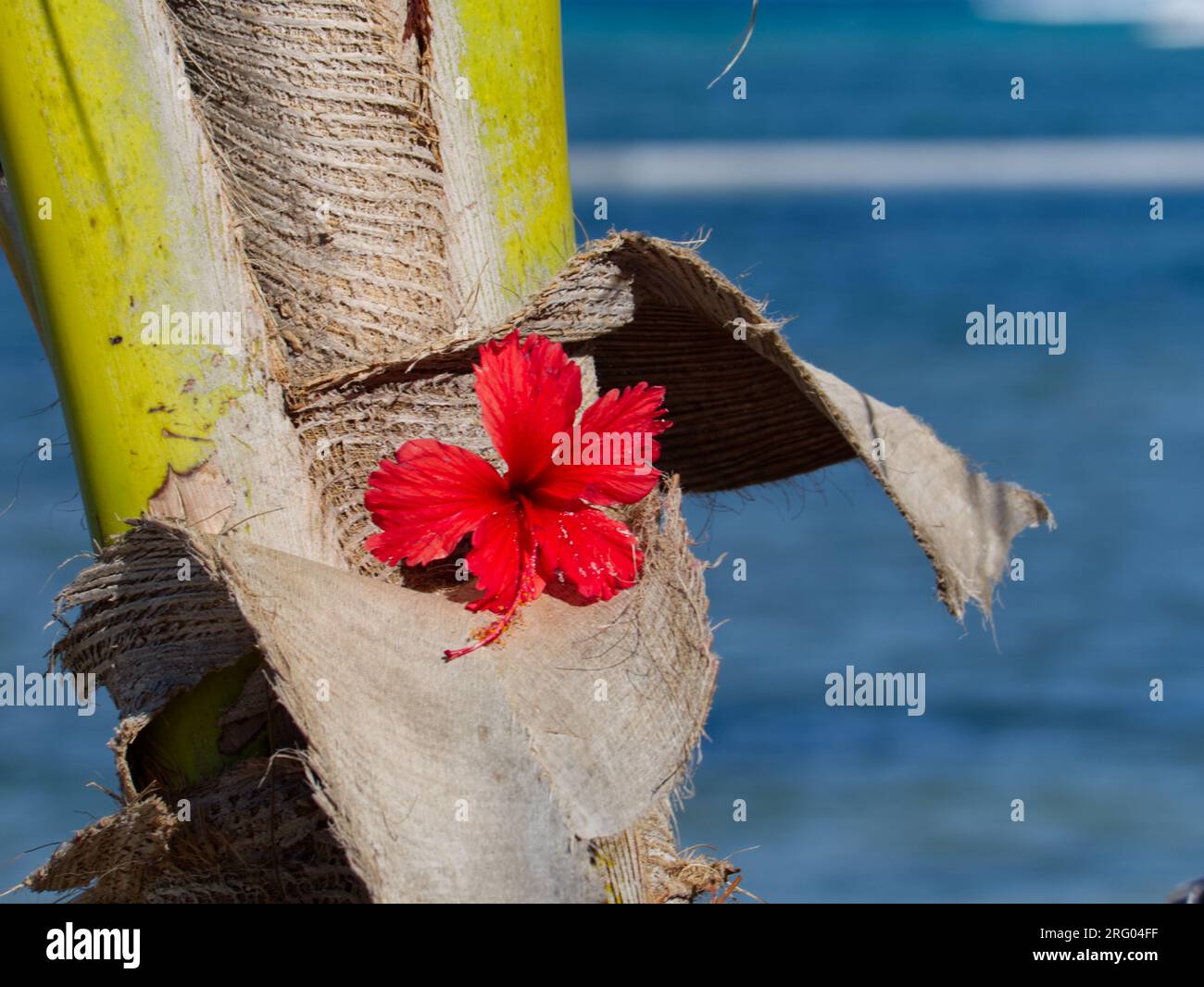 Dominican republic flower plant hi-res stock photography and images - Alamy