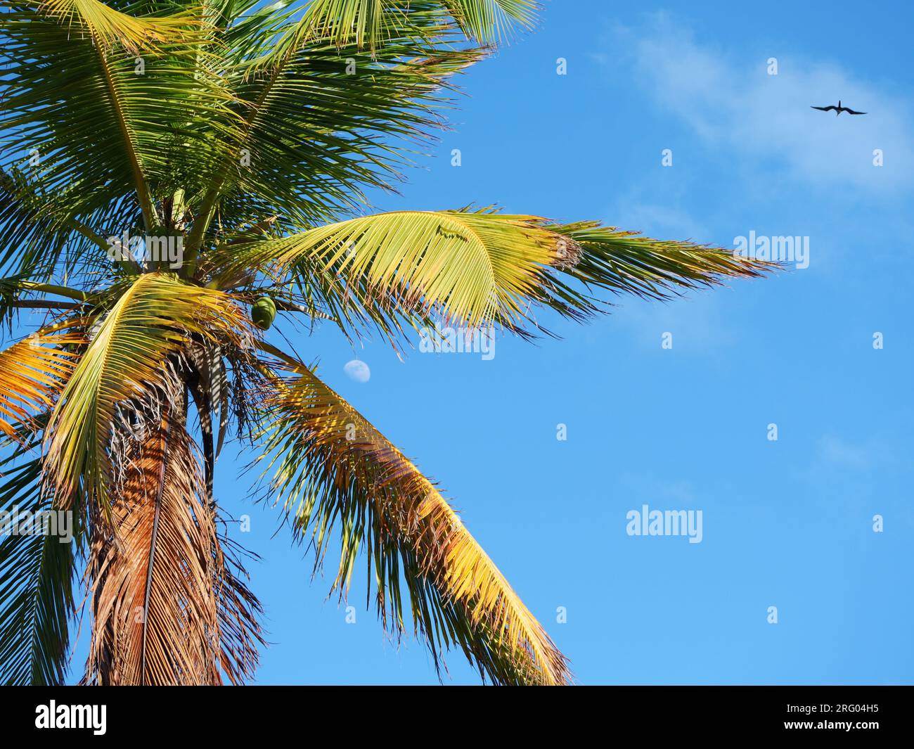 Bird, moon and a palm tree Stock Photo - Alamy