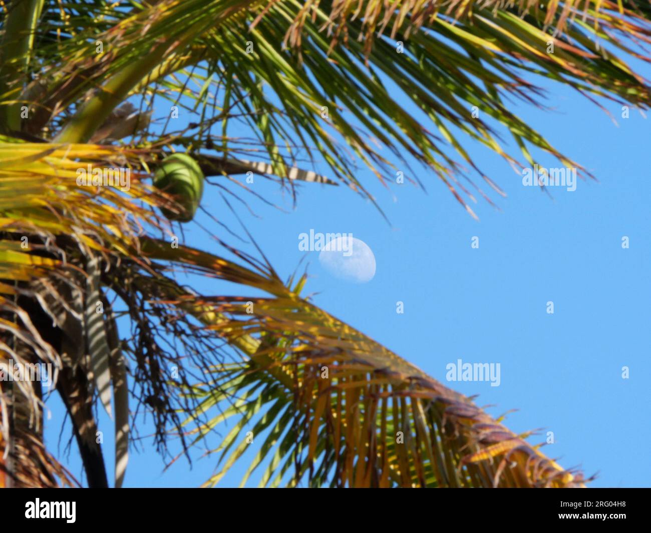 Coconut moon hi-res stock photography and images - Alamy