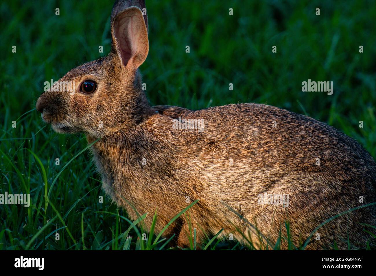 Rabbit in yard hi-res stock photography and images - Alamy