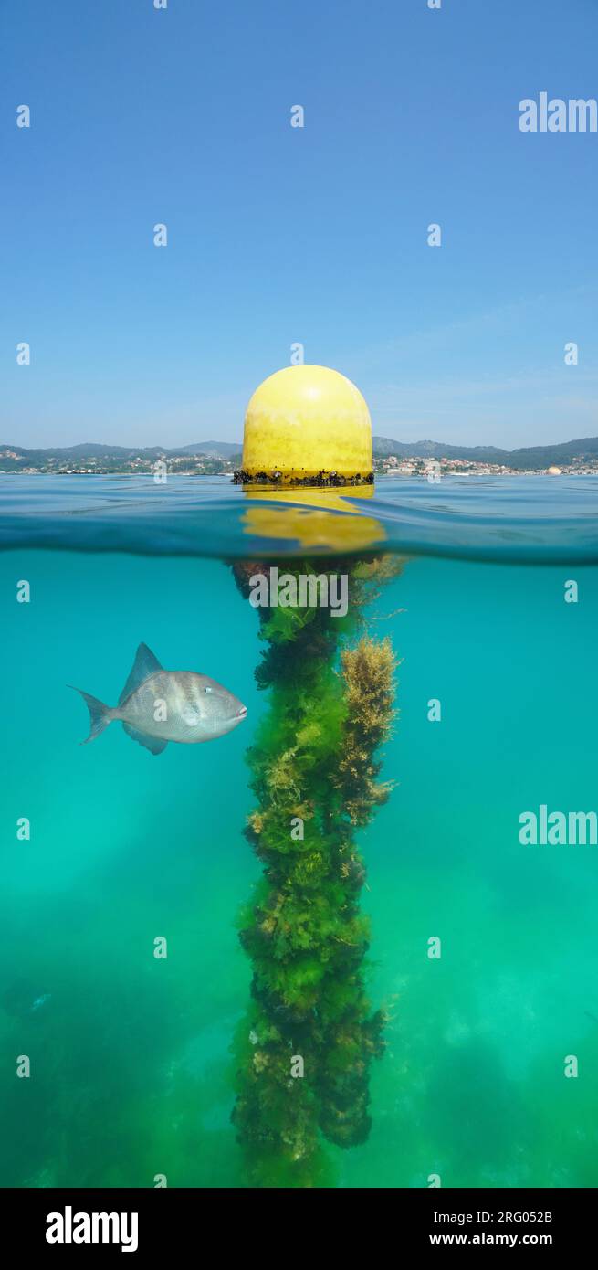 A yellow beacon buoy on the water surface overgrown by algae underwater ...