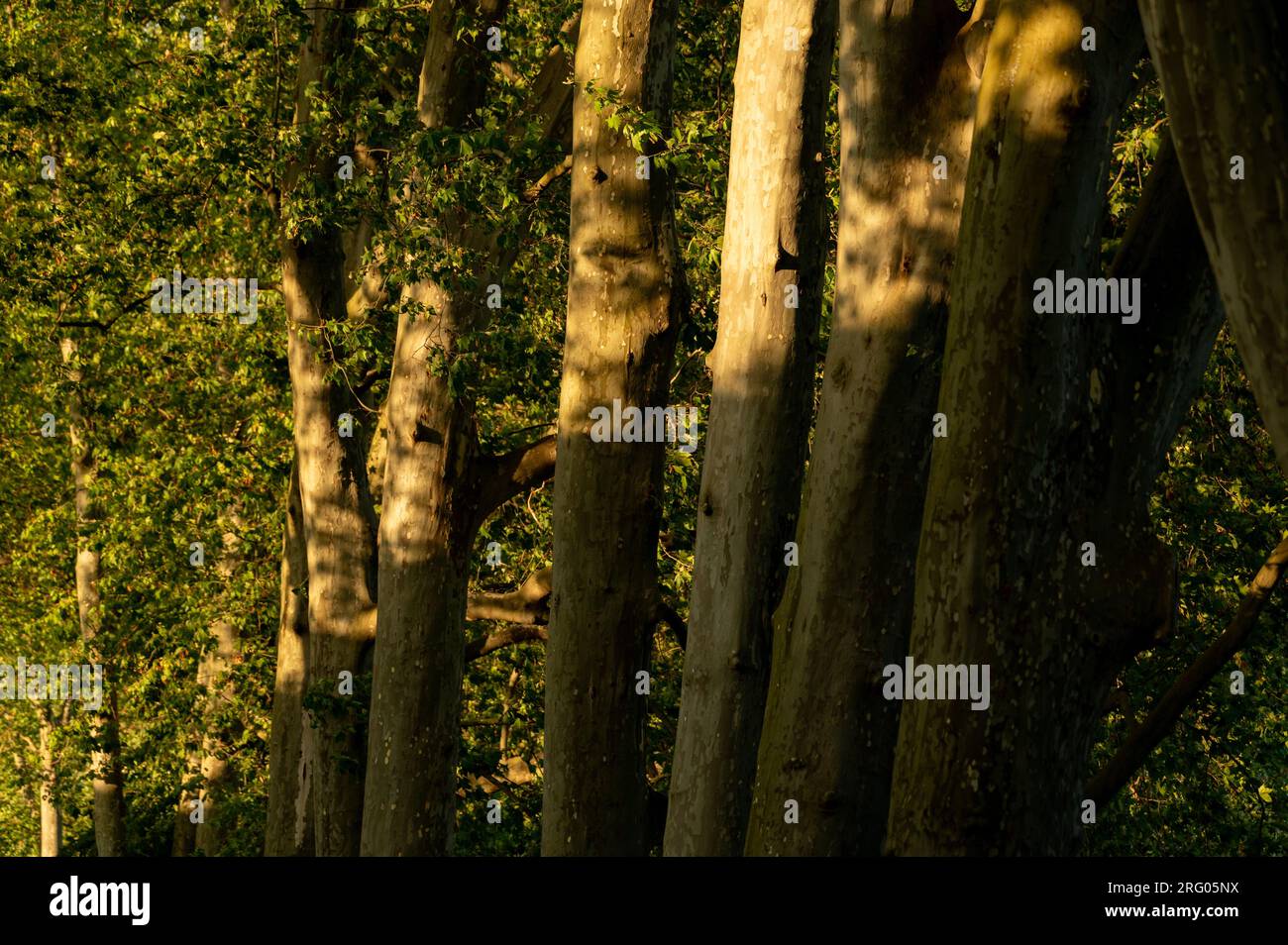 The Palatanus Alley in Stuttgart that connect Rosestein Park and the ...