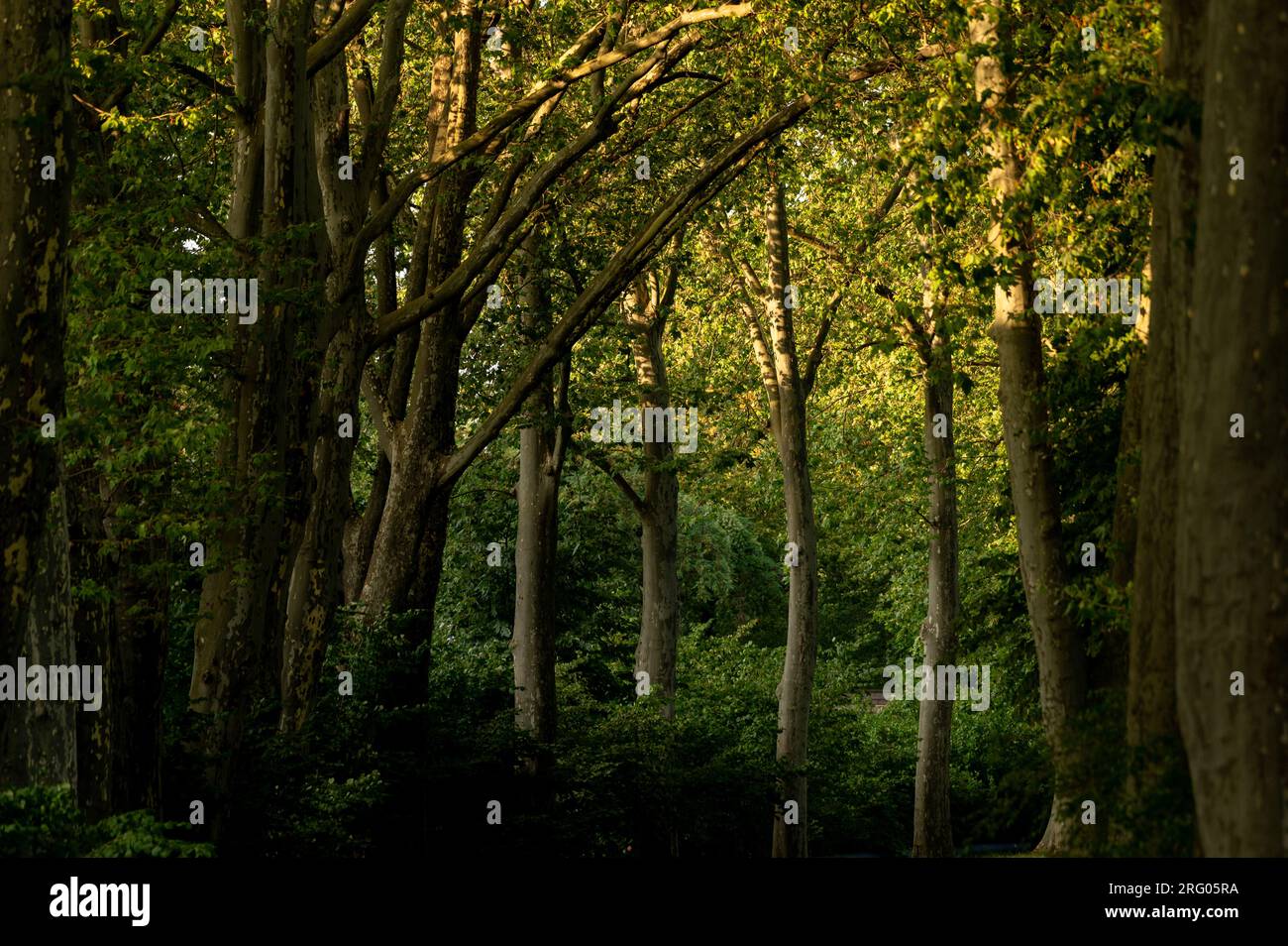 The Palatanus Alley in Stuttgart that connect Rosestein Park and the ...