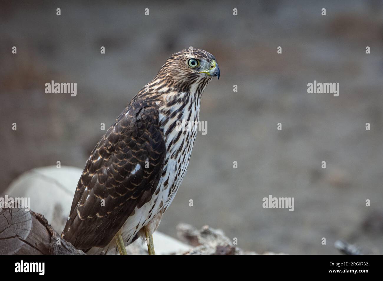 An immature Cooper's hawk (Accipiter cooperii) sits on a tree stump ...