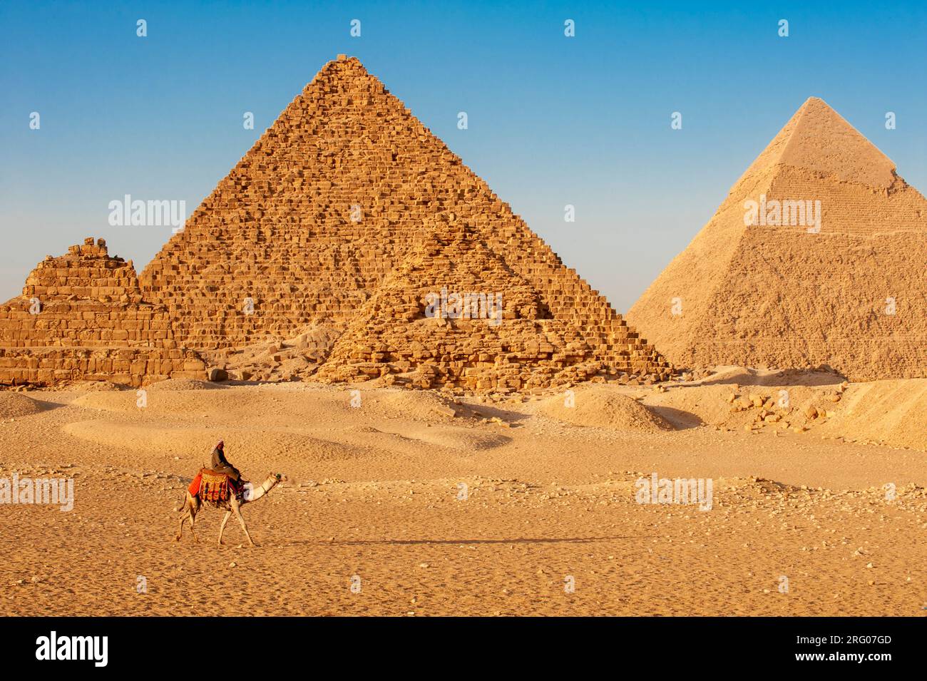 Africa, Egypt, Giza. Camels cast shadows in the desert at the pyramids ...