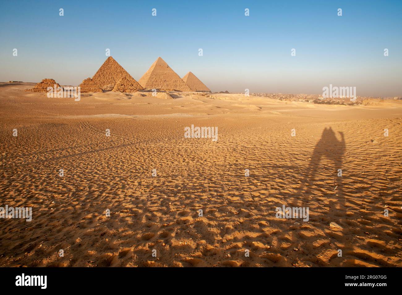 Africa, Egypt, Giza. A camel casts a shadow in the desert at the ...