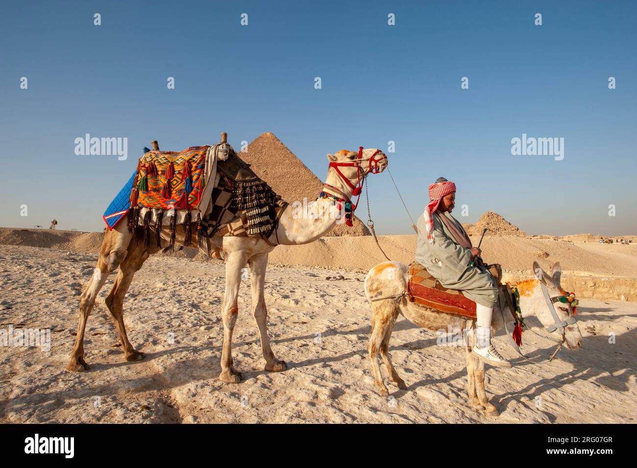 Africa, Egypt, Giza. Camel and tour guide in the desert at the pyramids ...