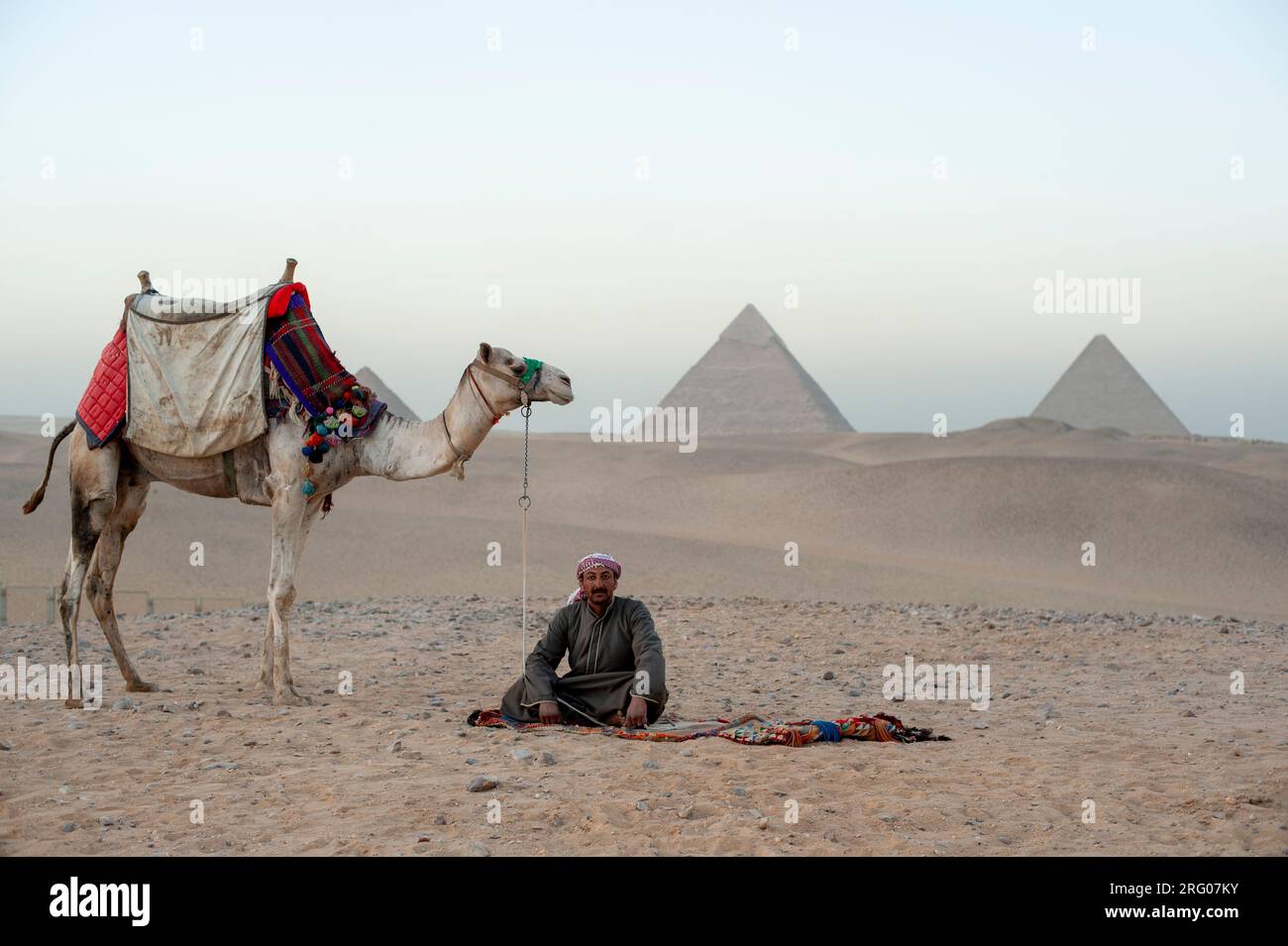 Africa, Egypt, Giza. A man and his camel in the desert at the pyramids ...