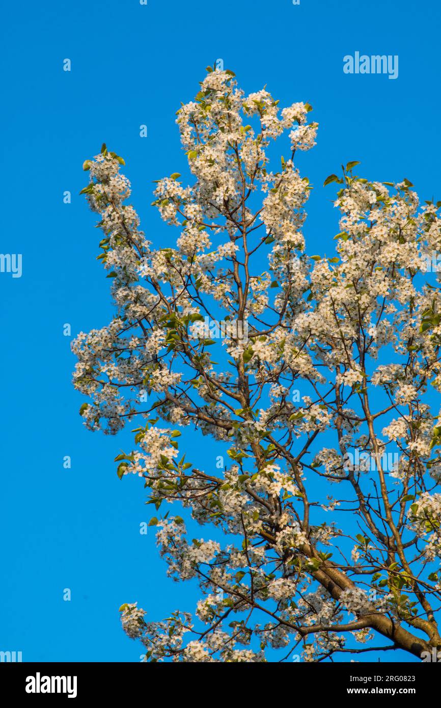 Blooming bradford pear tree hi-res stock photography and images - Alamy