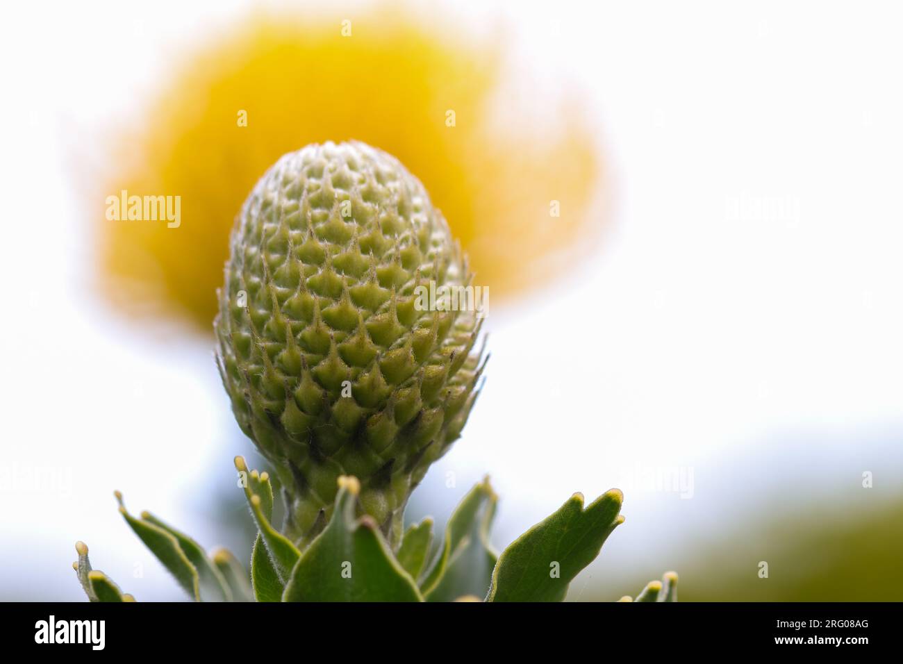Yellow Bird Pincushion Flower Bud With Blossom (Leucospermum ...