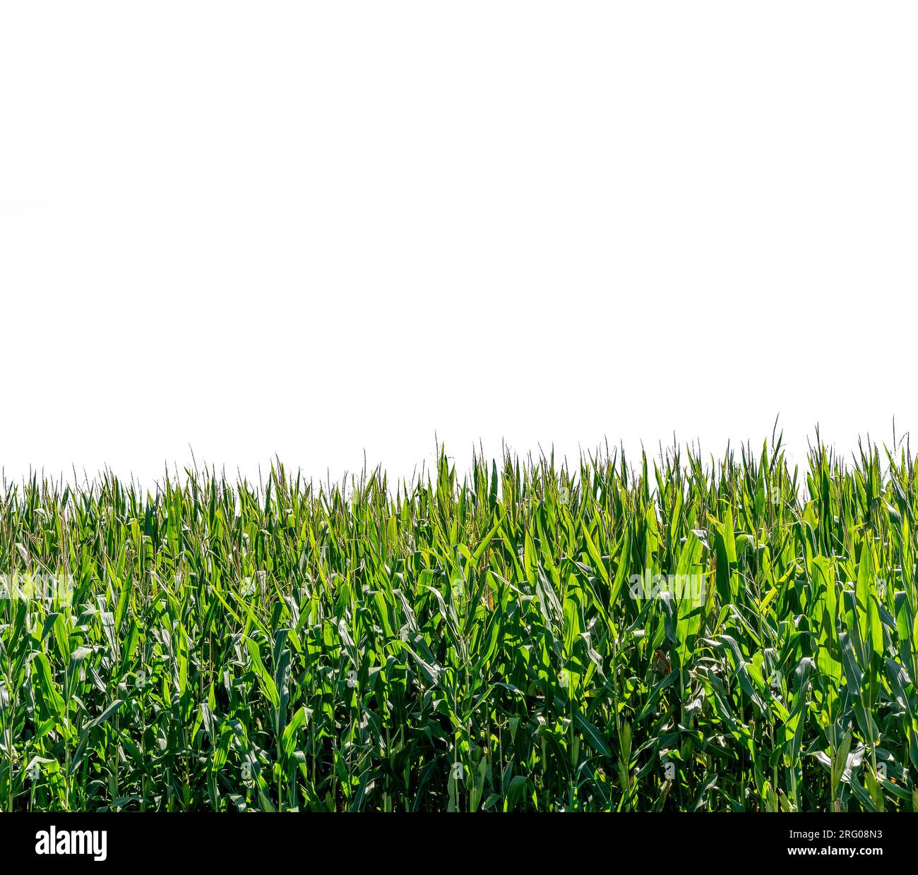 Corn plants isolated on white with clipping path included - copy space ...