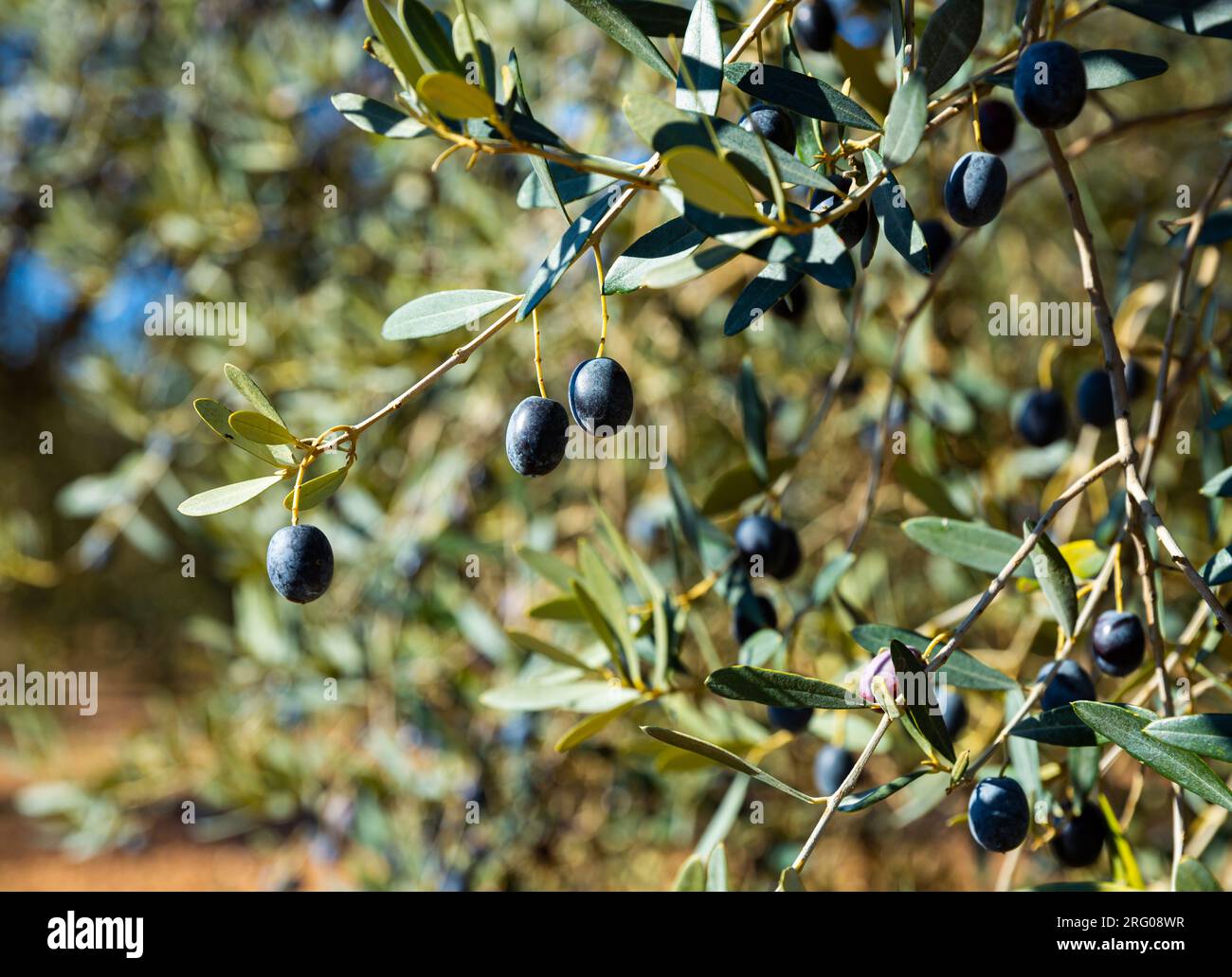 Growing black olives in orchard Stock Photo - Alamy