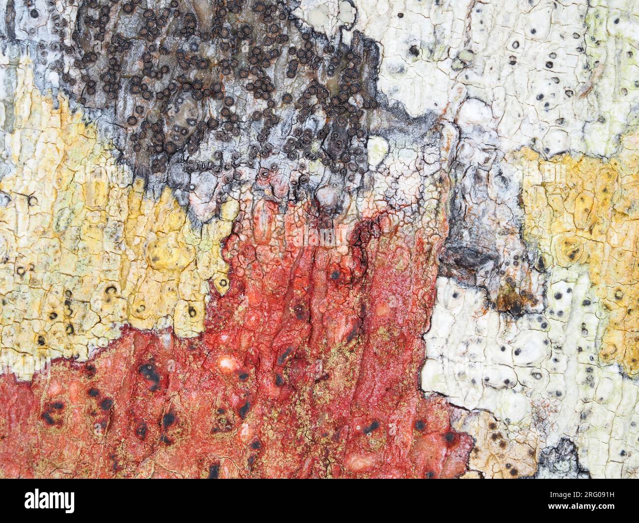 Discoloration back hi-res stock photography and images - Alamy