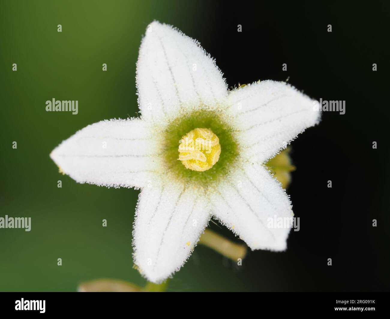 Manroot hi-res stock photography and images - Alamy