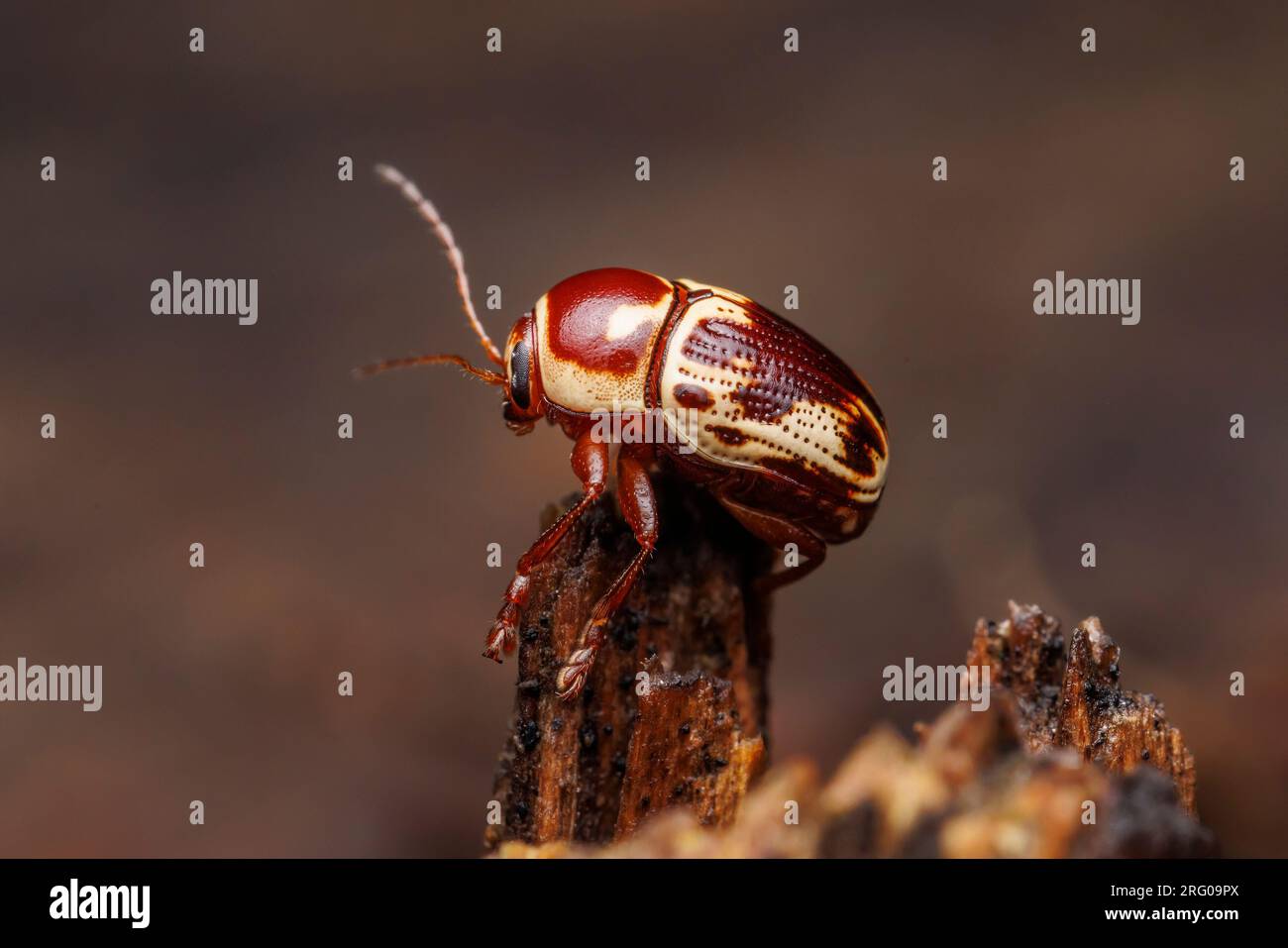 Case-bearing Leaf Beetle (Cryptocephalus mutabilis Stock Photo - Alamy