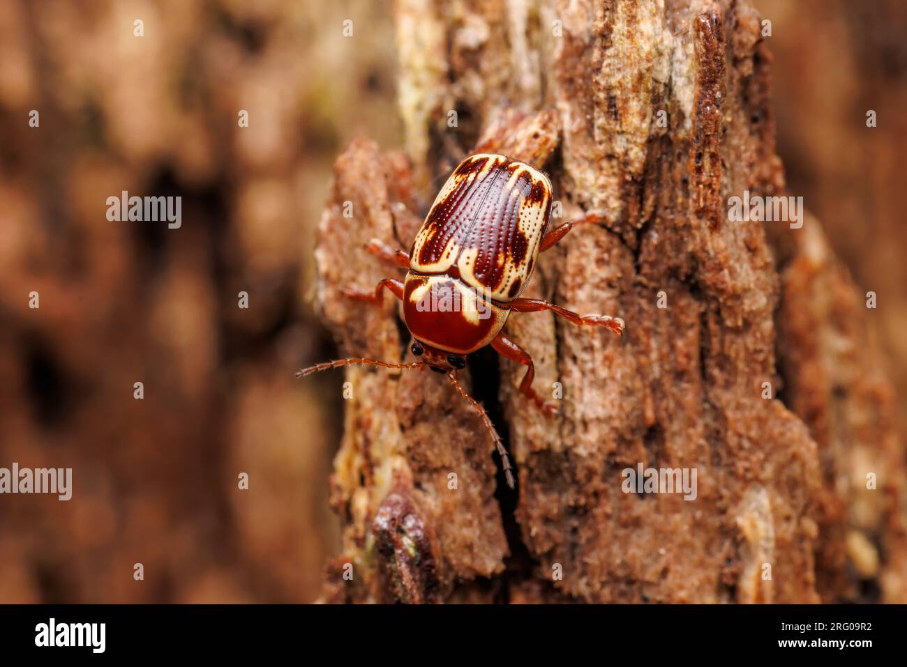 Case-bearing Leaf Beetle (Cryptocephalus mutabilis Stock Photo - Alamy