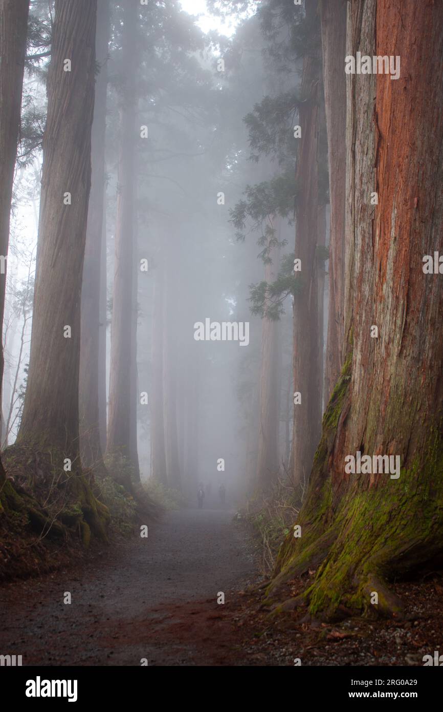 A lane of cryptomeria trees at Togakushi Shrine in the fog in May ...