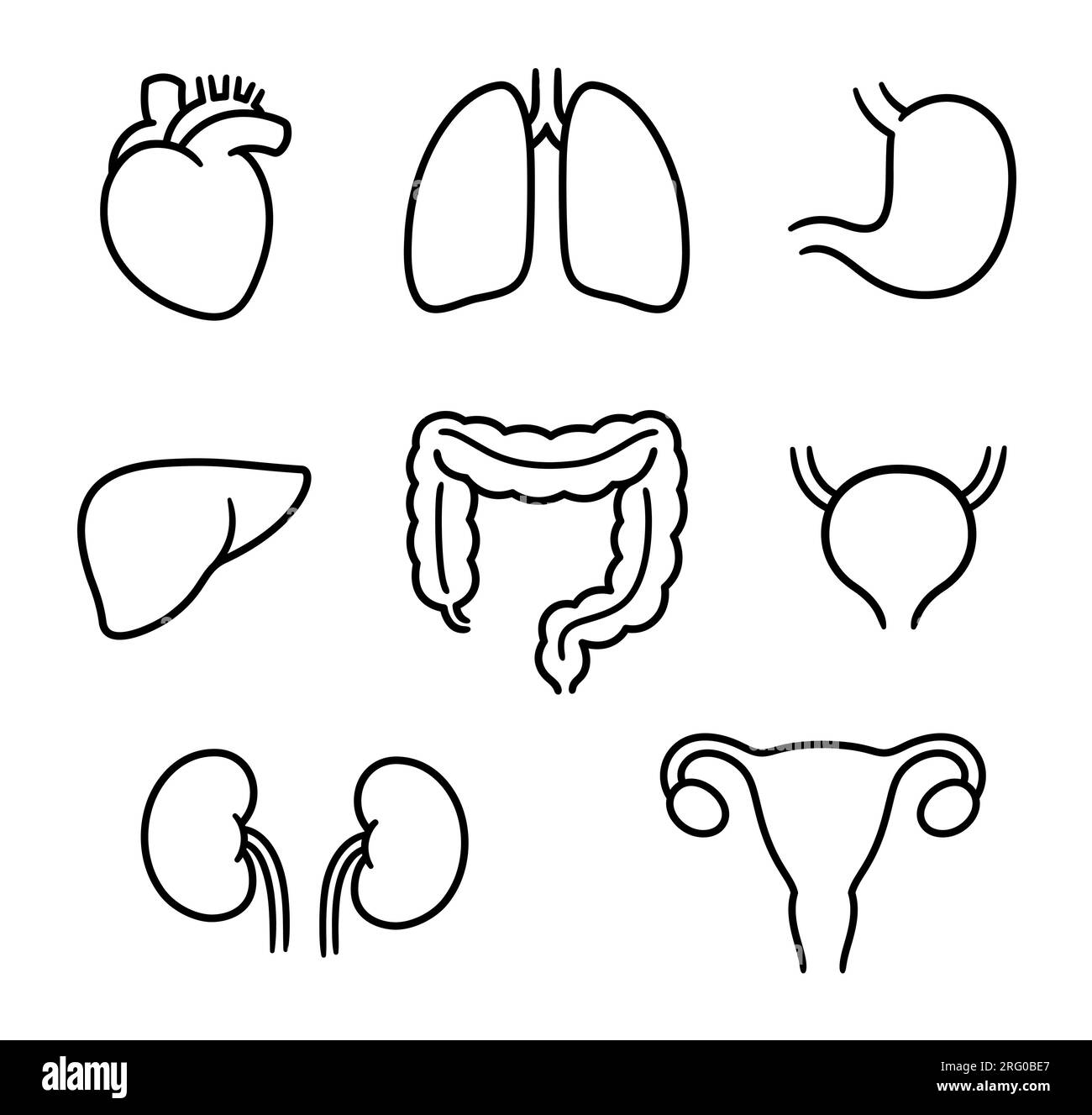How To Draw Human Internal Organs
