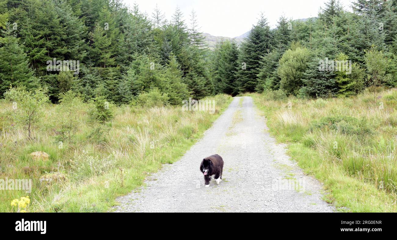 Conifer plantation dog hi-res stock photography and images - Alamy