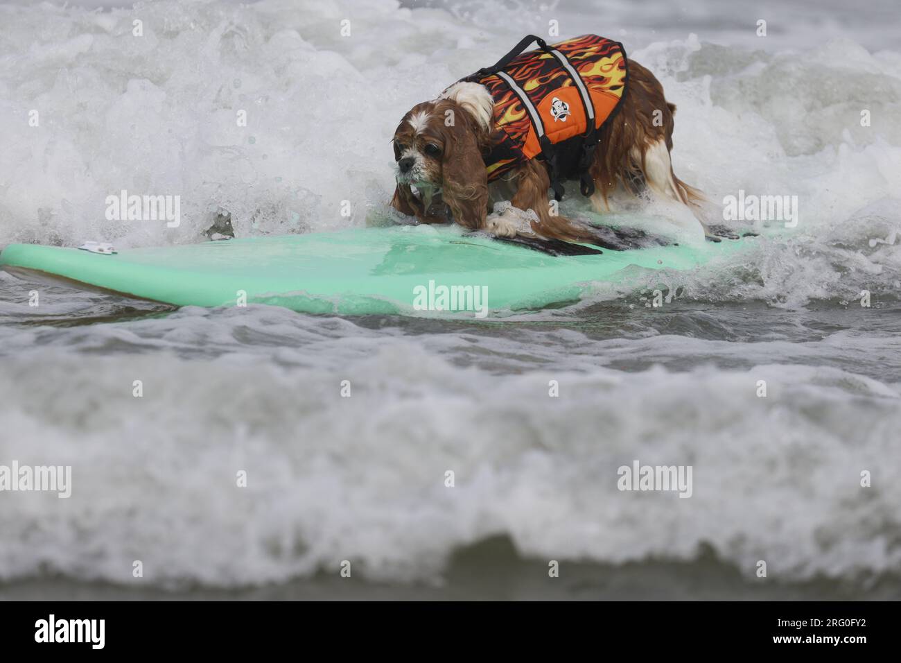 Pacifica, California, USA. 5th August, 2023. Catching waves and wagging ...