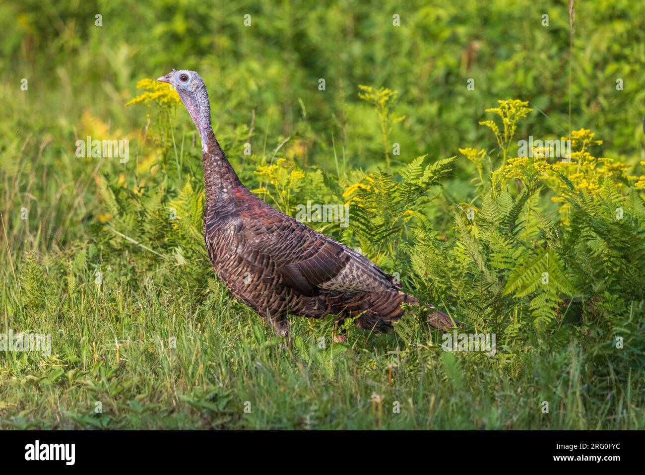 Hen turkey in a northern Wisconsin field Stock Photo - Alamy