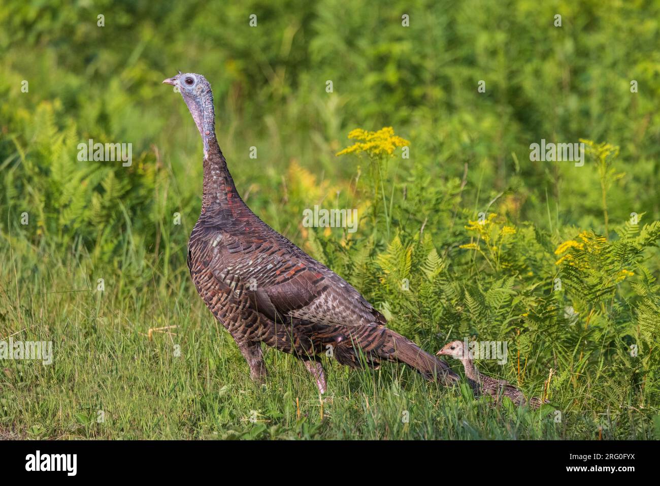 Poults with hen hi-res stock photography and images - Alamy
