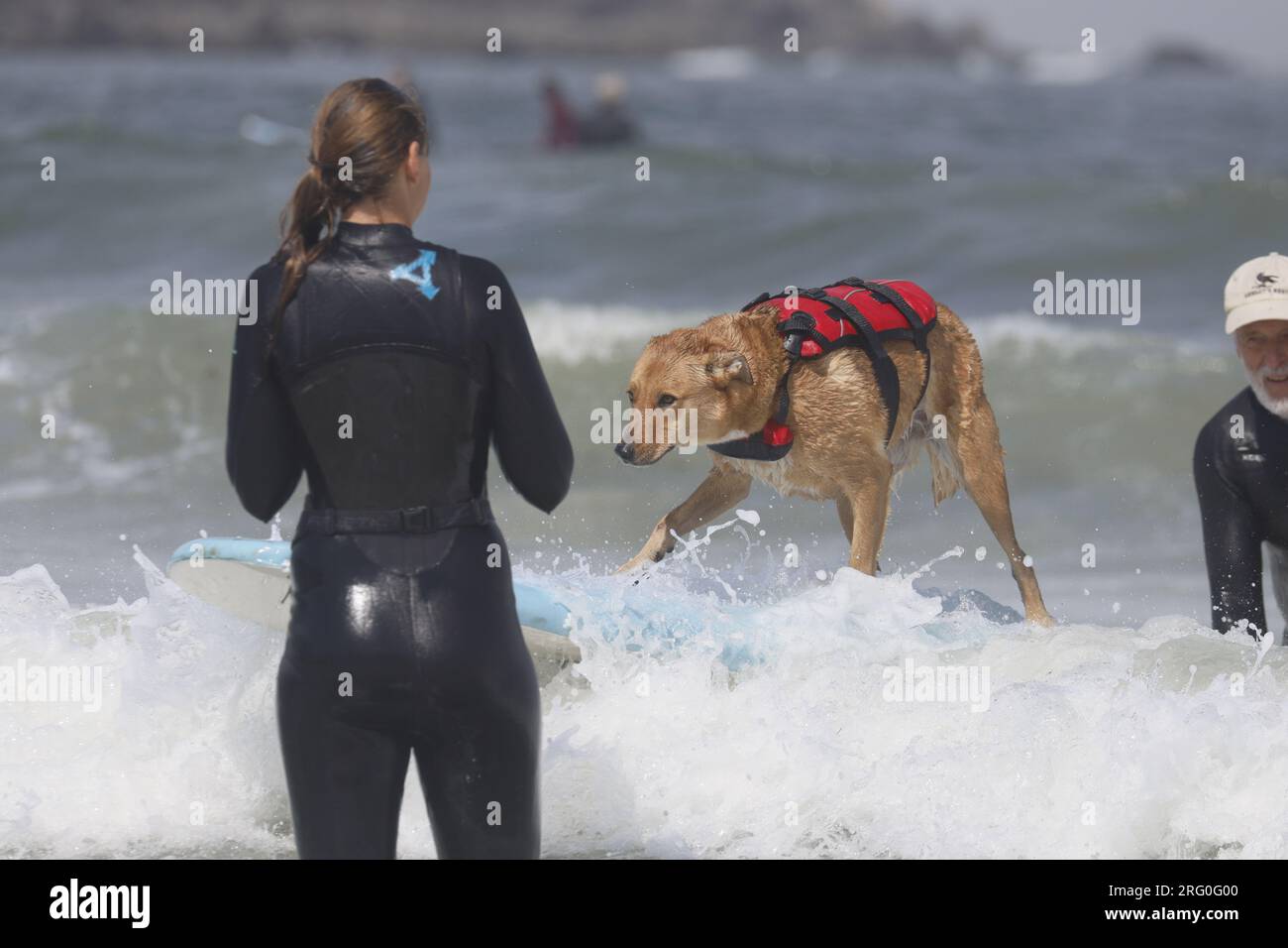 Pacifica, California, USA. 5th August, 2023. Catching waves and wagging tails at the 2023 World ...