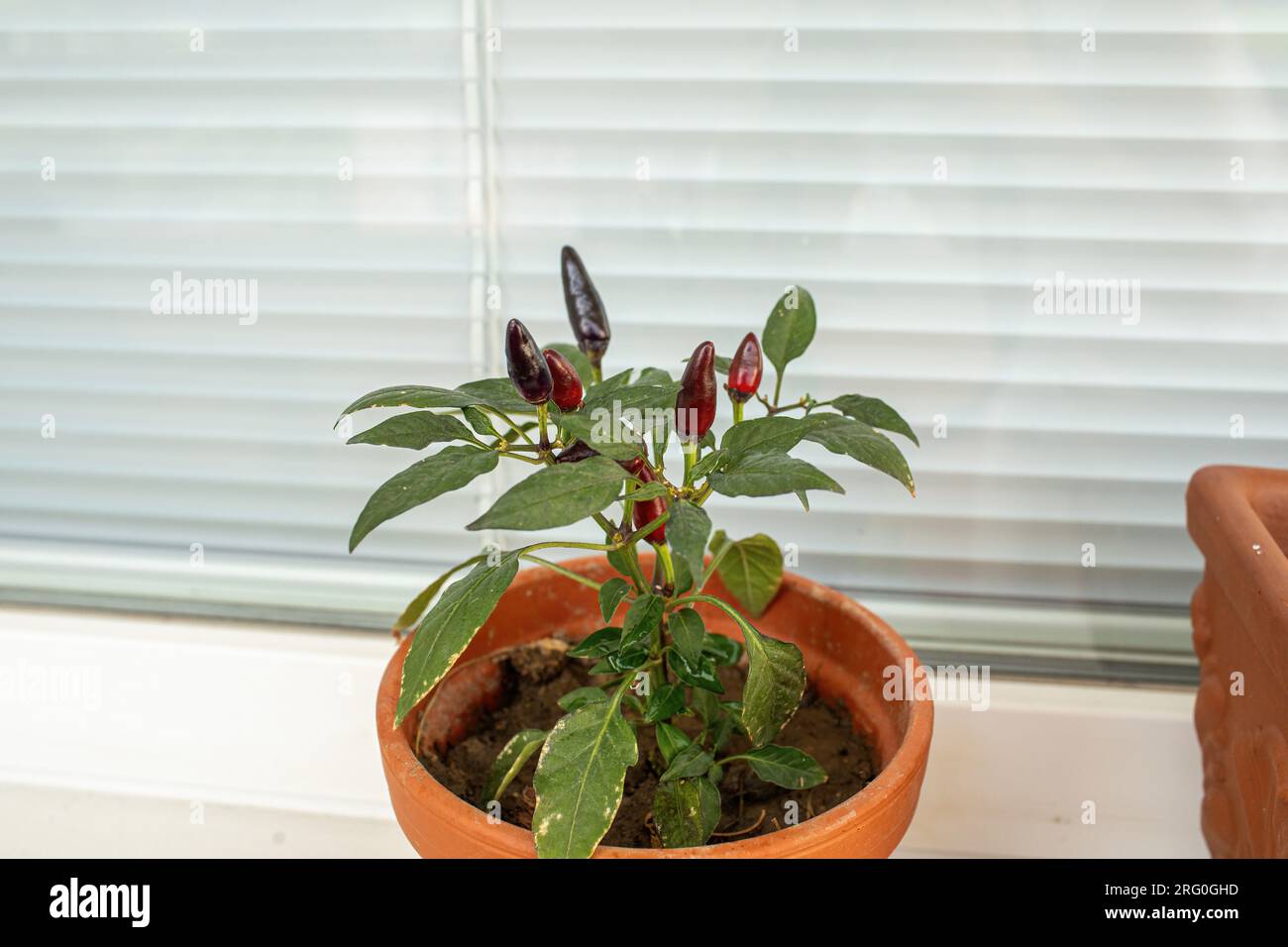 Chilli plant growing on the balcony. High quality photo Stock Photo - Alamy