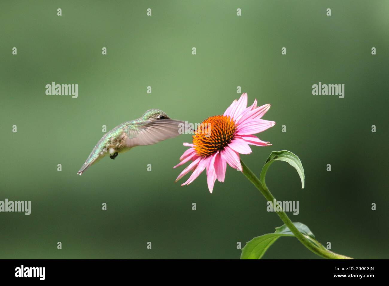 Ruby throated hummingbird pollination flower hi-res stock photography ...