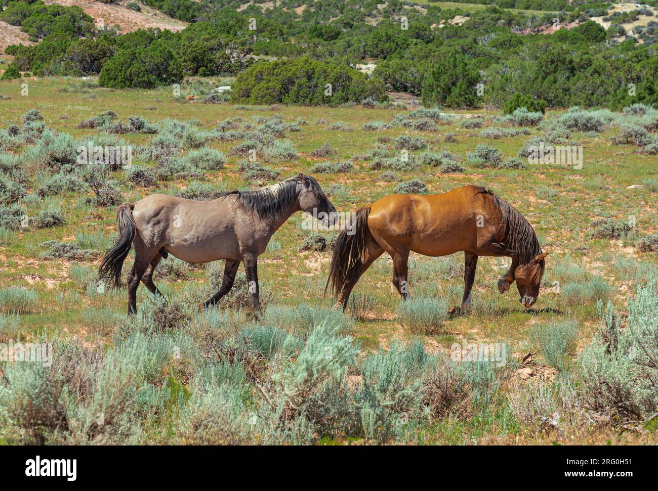 Two wild horses are seen together grazing on land in Bighorn National ...