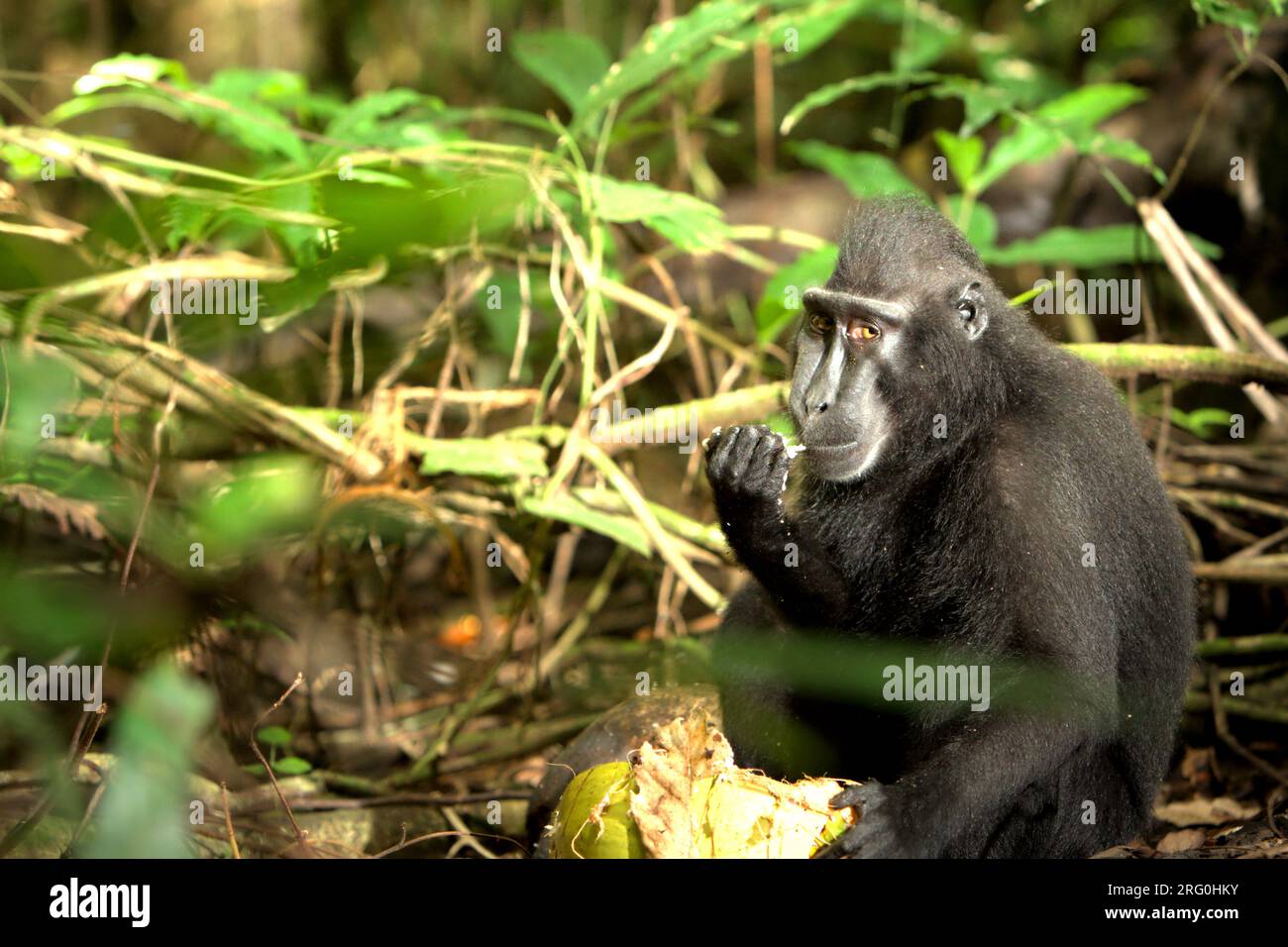Macaque fruit availability hi-res stock photography and images - Alamy