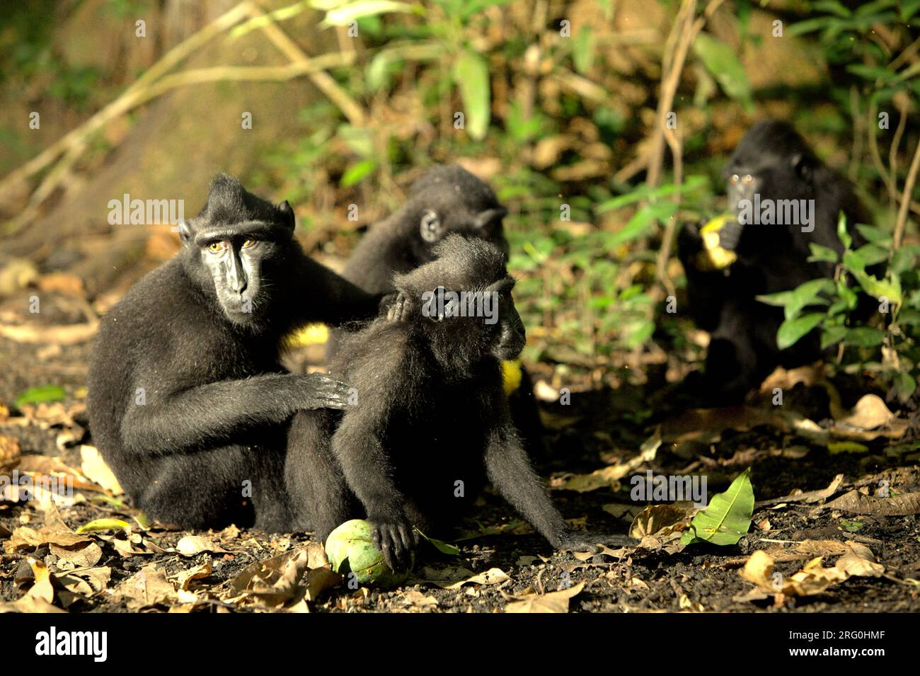 Sulawesi black-crested macaques (Macaca nigra) are sitting on forest ...