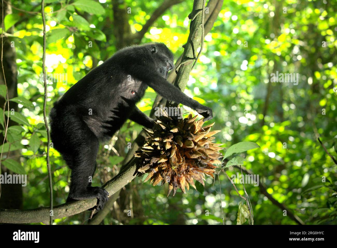 Macaque fruit availability hi-res stock photography and images - Alamy