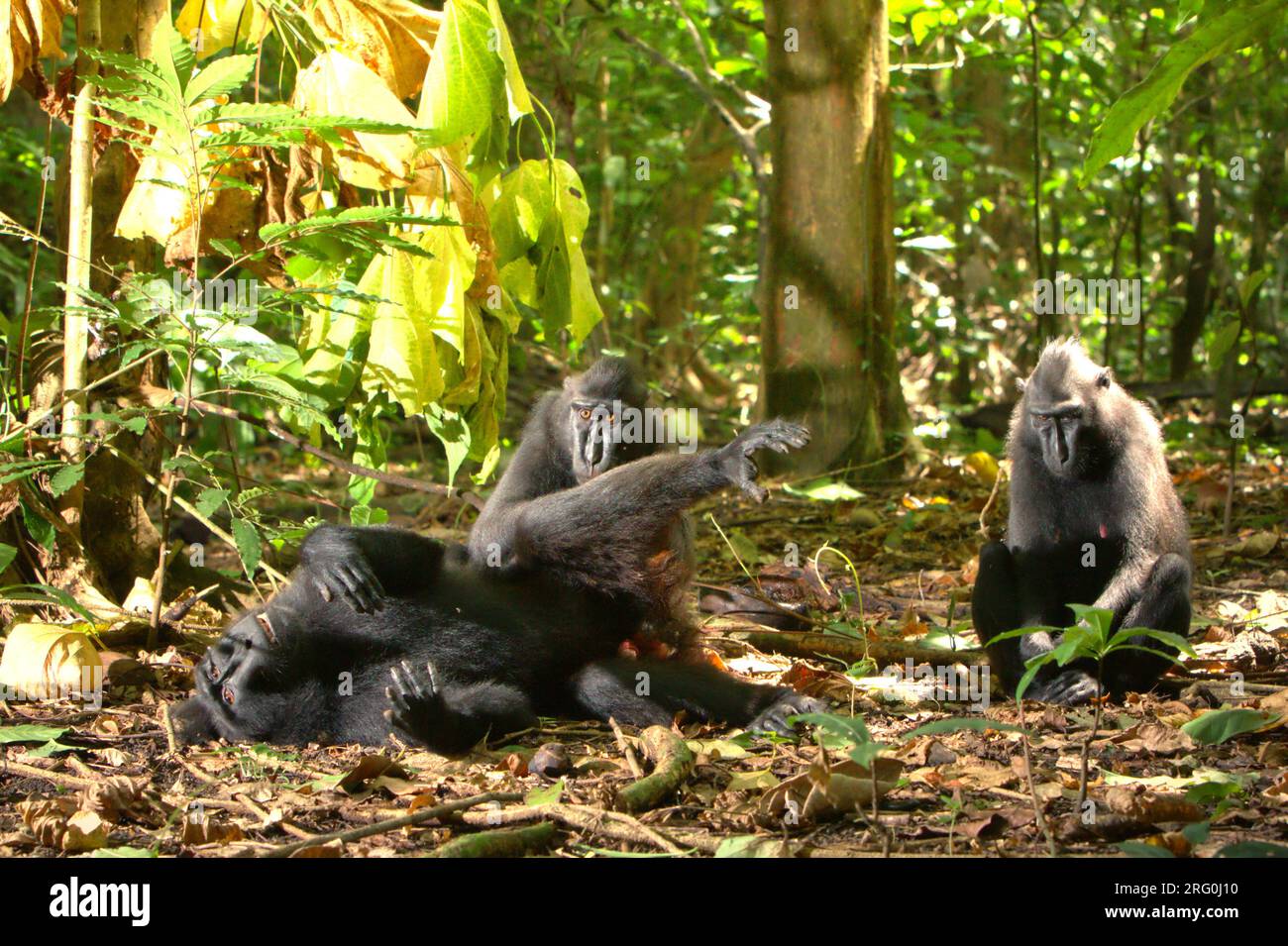 A black-crested macaque (Macaca nigra) is groomed by another individual ...